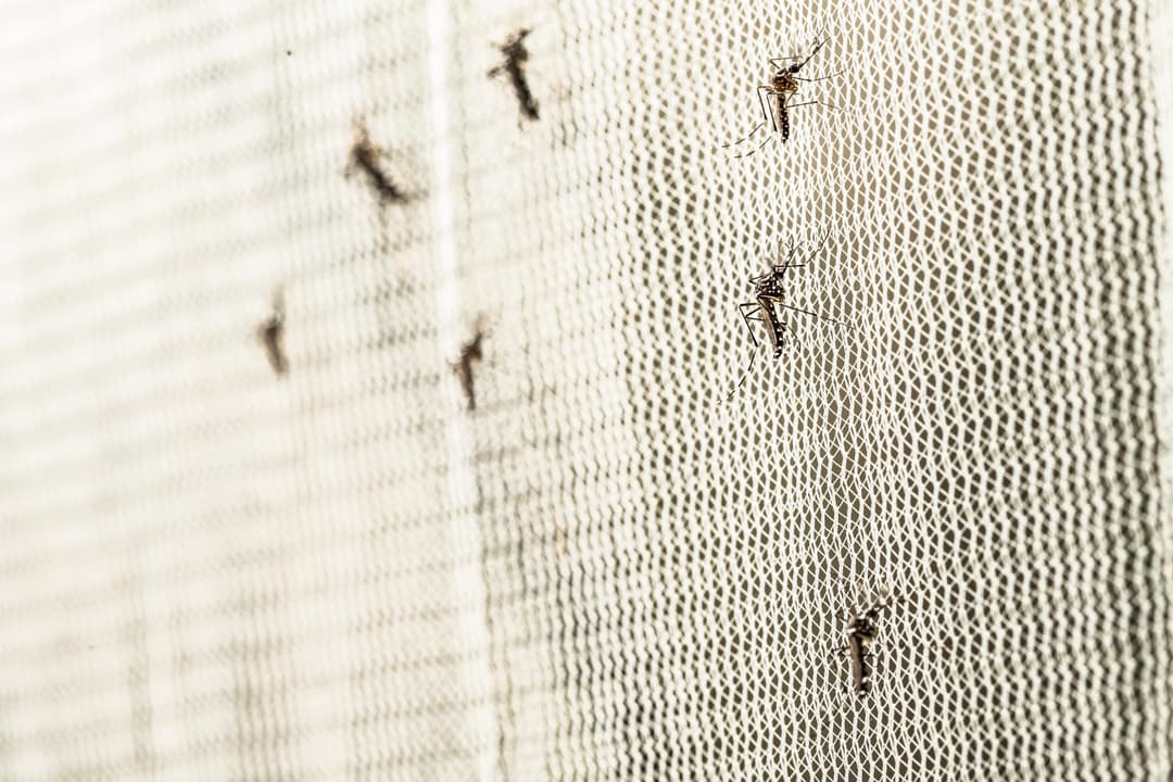 How To Prevent Insect Bites